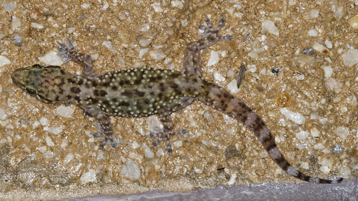 Mediterranean Gecko