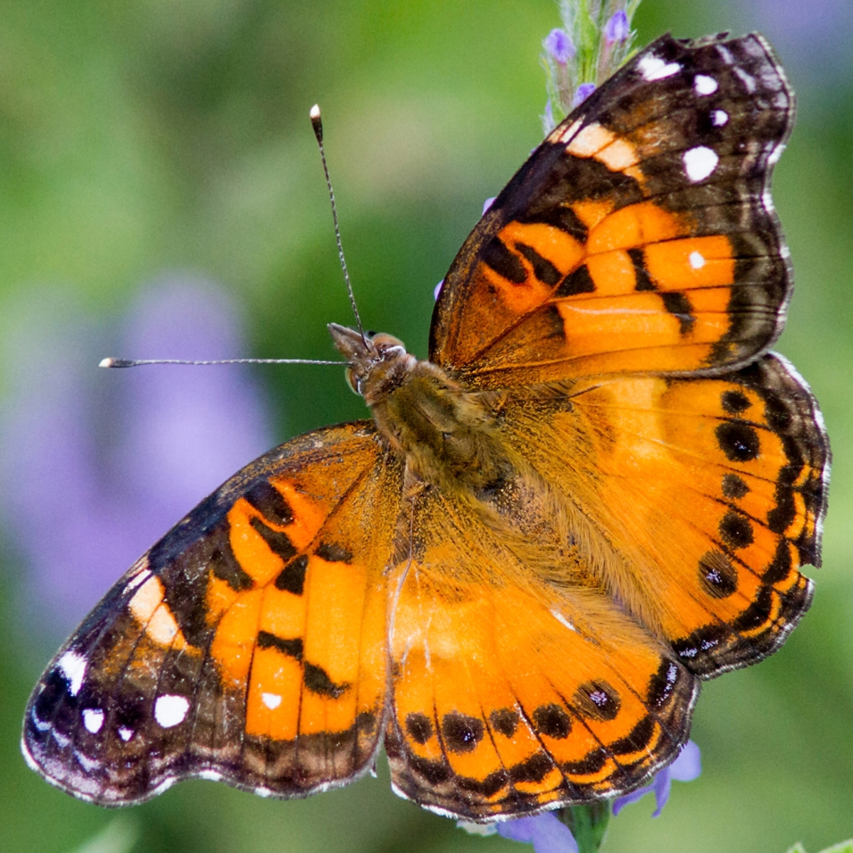 American Lady Butterfly