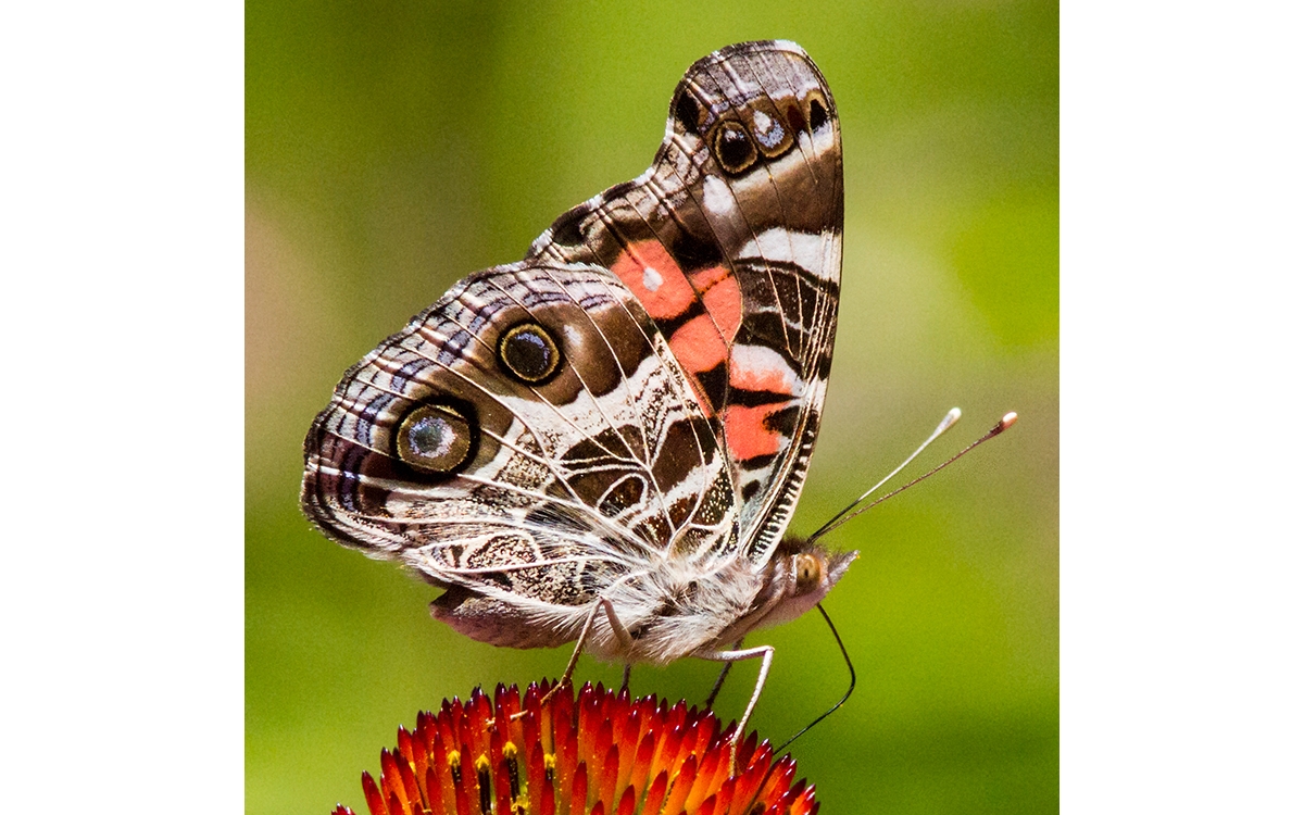 Map American Painted Lady Map Butterfly (Araschnia Levana)