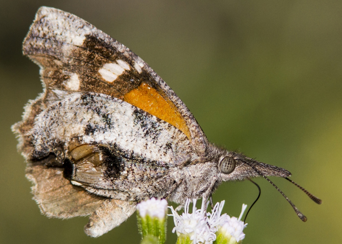 American Snout Butterfly