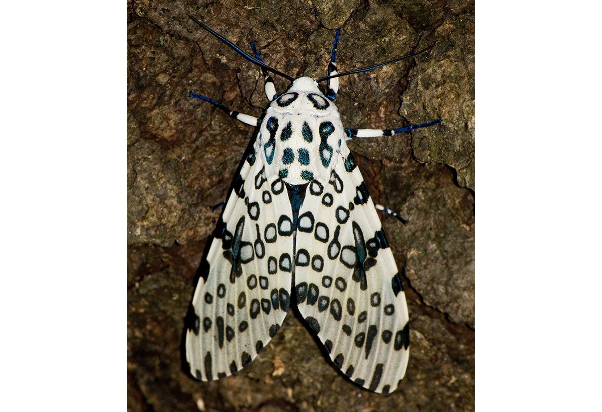 Giant Leopard Moth About Giant Leopard Moth Maryland Biodiversity