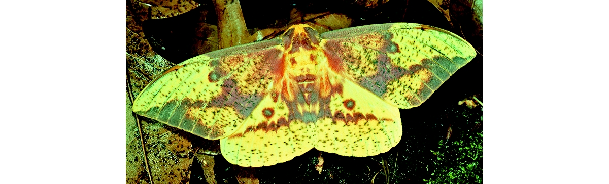On The Subject Of Nature Imperial Moth Imperial Moth | Insect