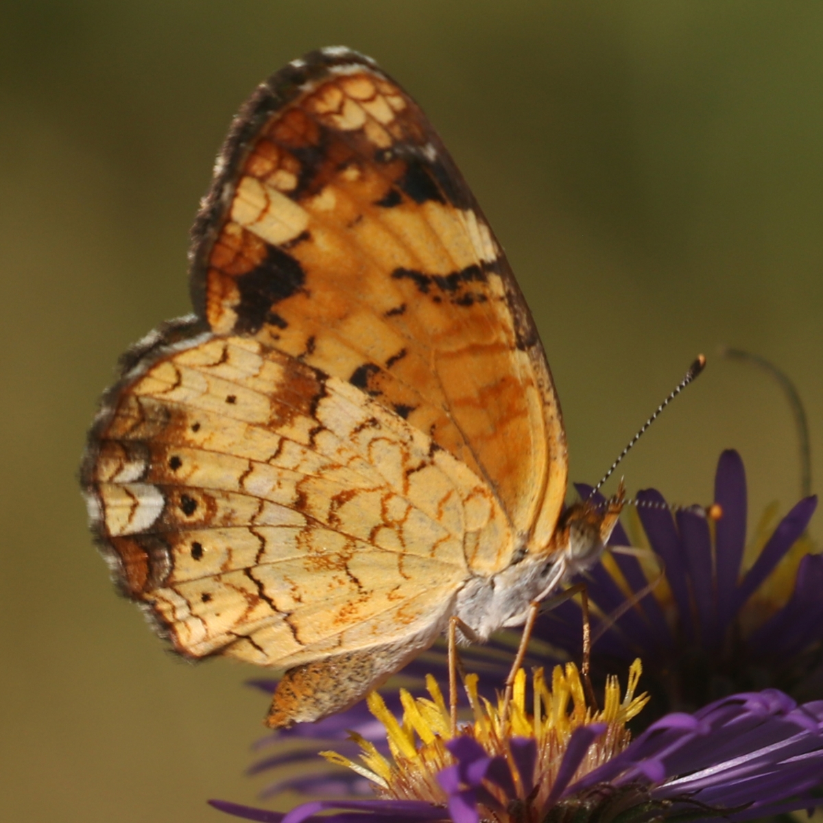 Pearl Crescent Butterfly Information The Pearl Crescent Butterfly Is