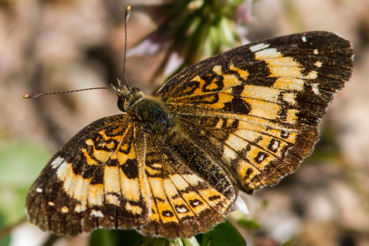 Silvery Checkerspot Butterfly