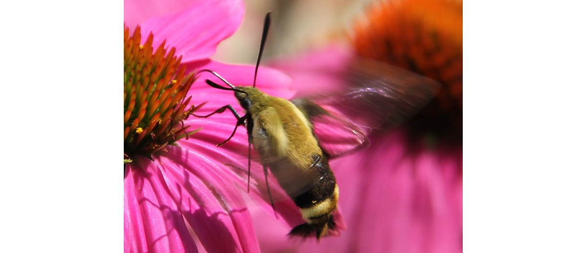Snowberry Clearwing Moth