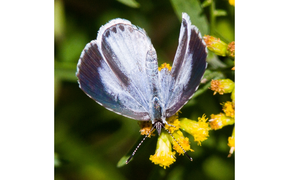 Summer Azure Butterfly Facts