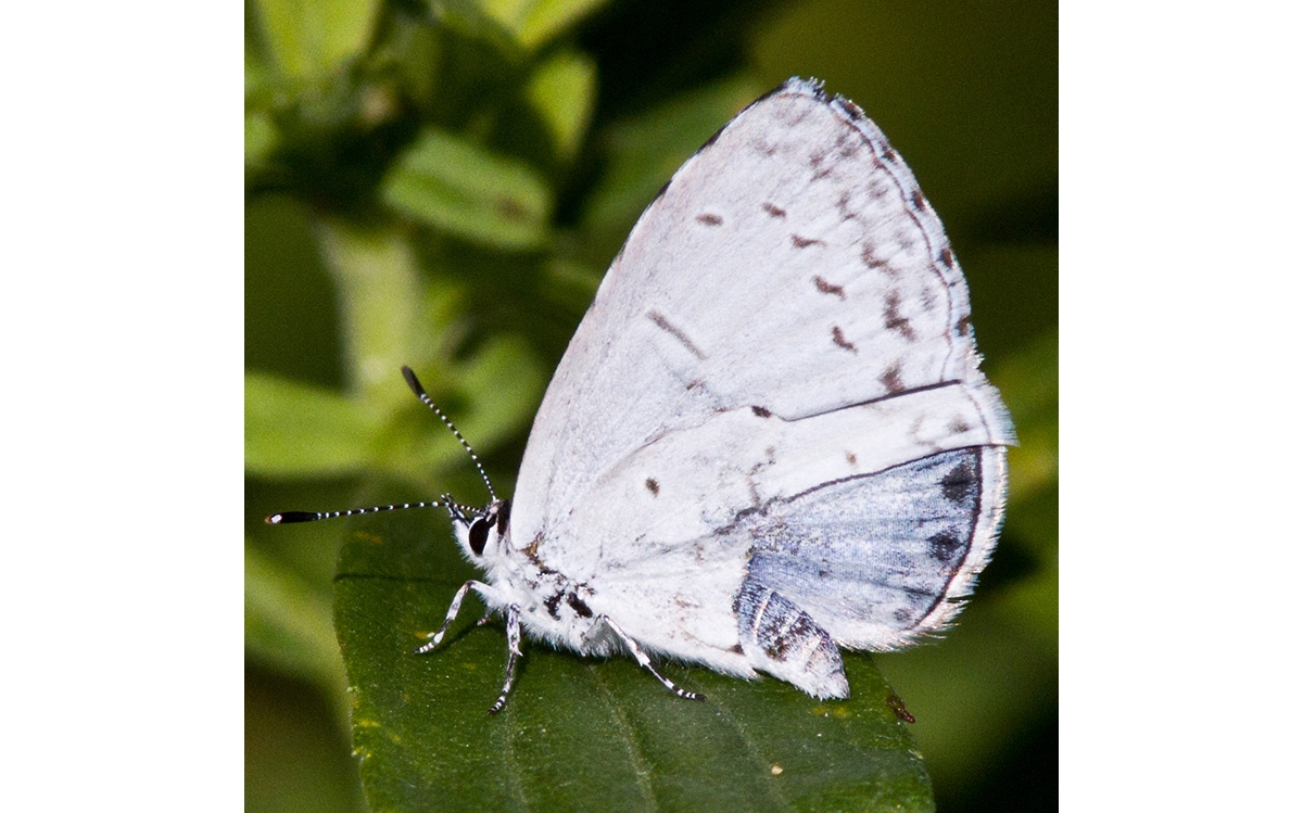 Summer Azure Butterfly Facts