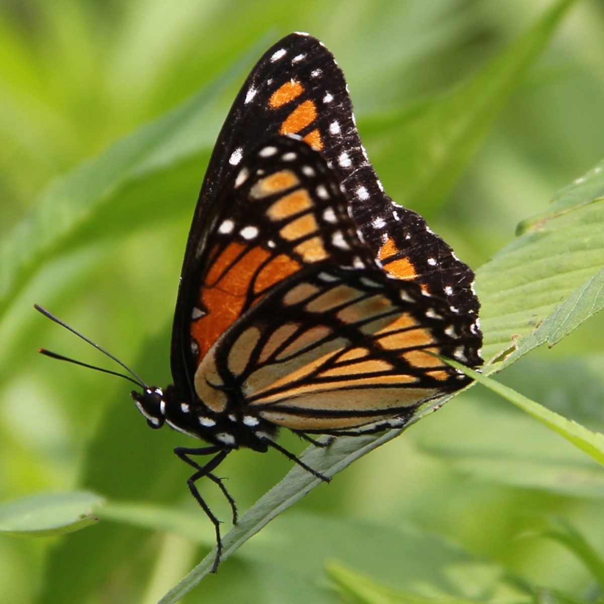 Viceroy Butterfly Viceroy Butterfly (Limenitis Archippus) | About