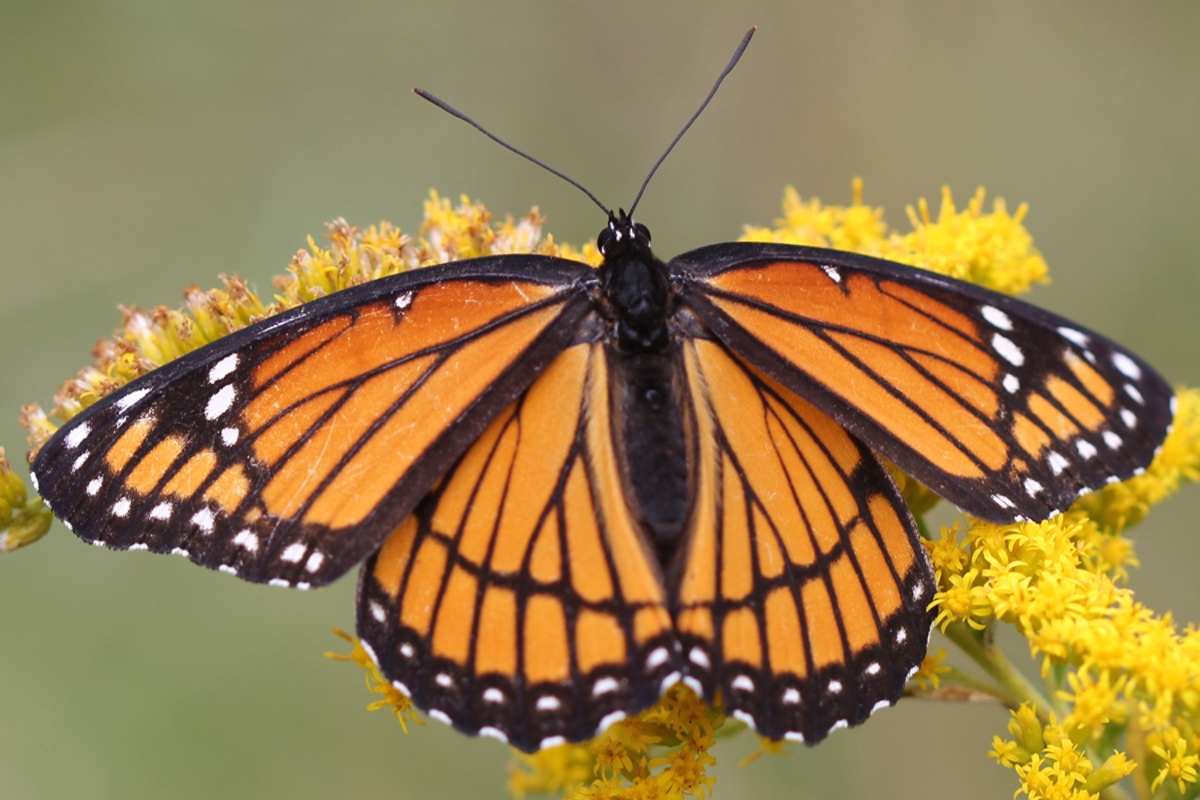 Viceroy Butterfly Viceroy Butterfly (Limenitis Archippus) | About
