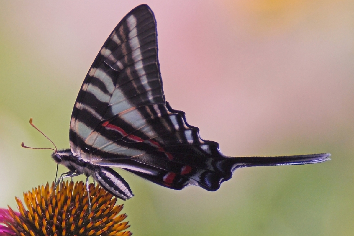 Zebra Swallowtail
