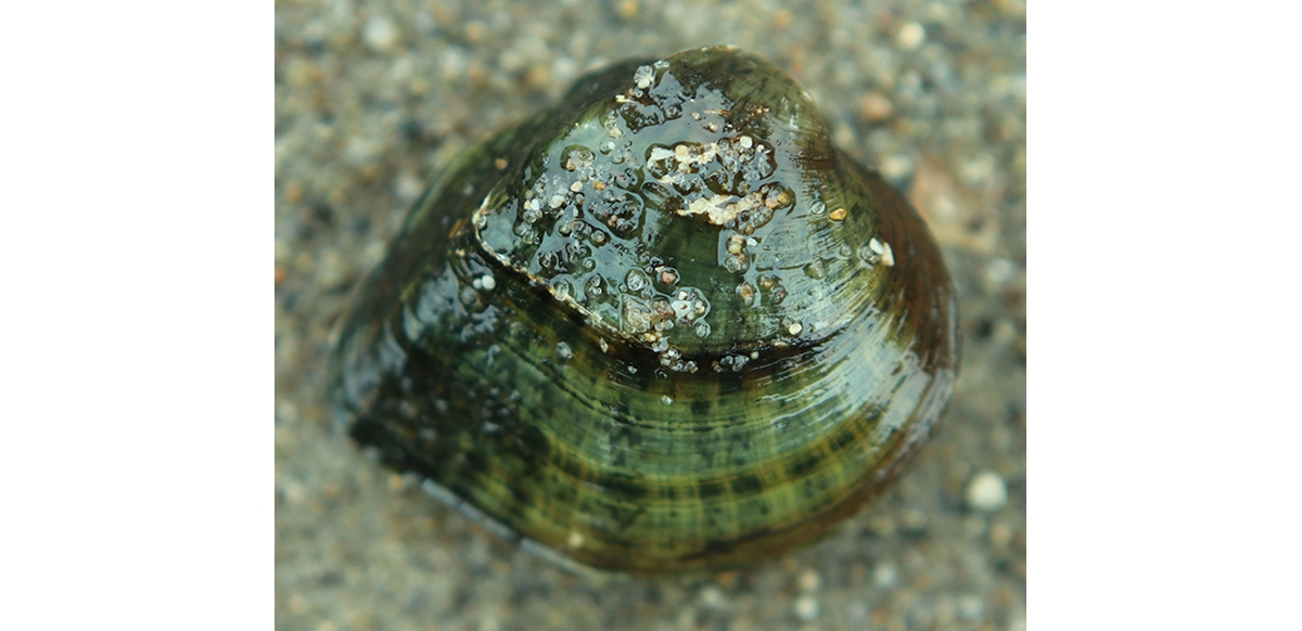Phylum Mollusca Mussels Phylum Mollusca (2)
