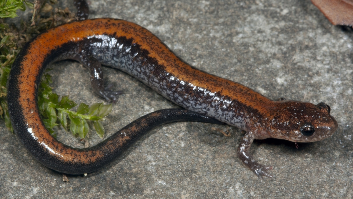 Red Backed Salamander
