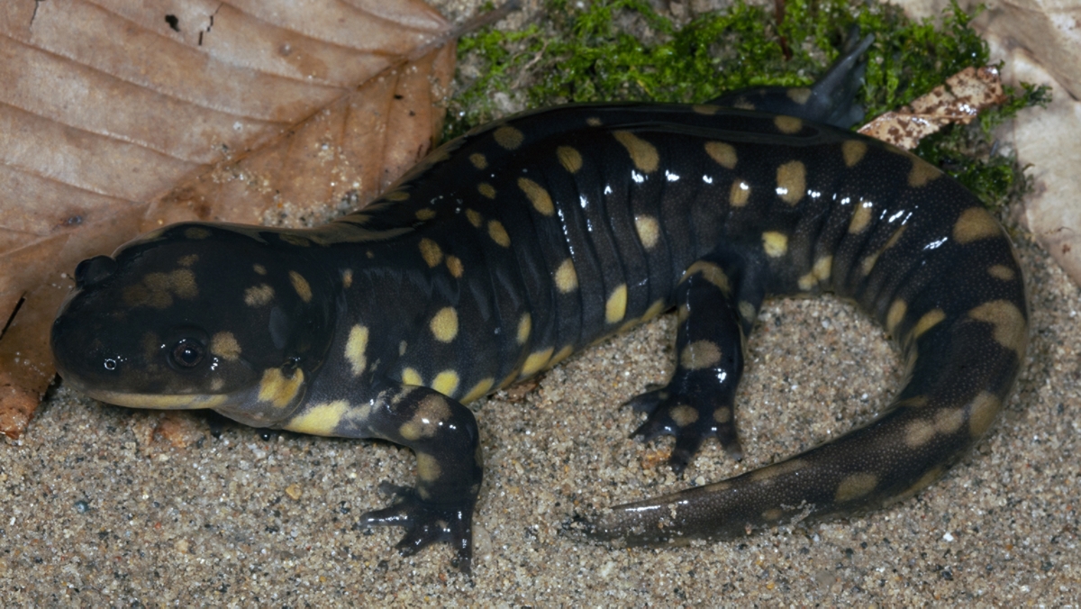 Pictures Of Tiger Salamanders
