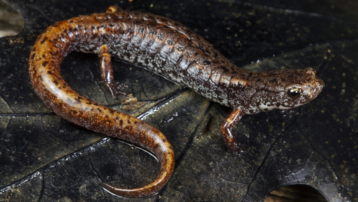Four Toed Salamander