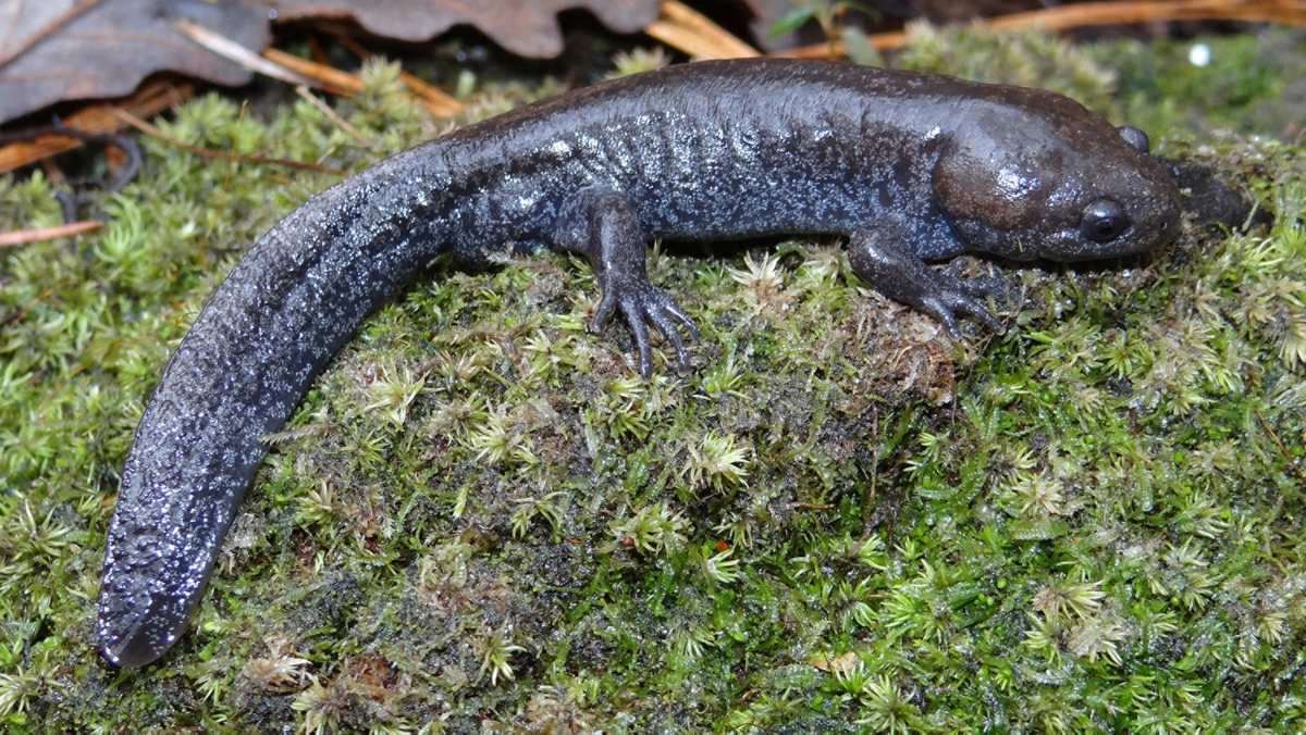 Ambystoma Talpoideum