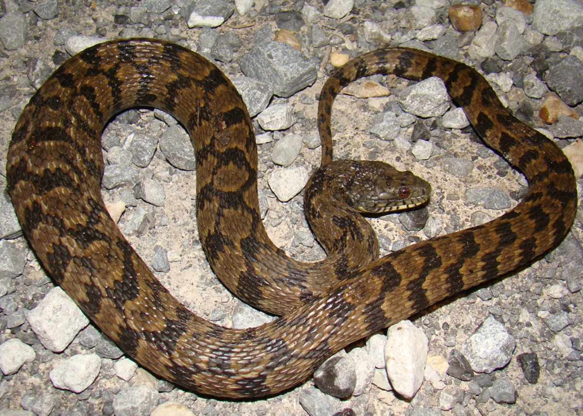 Dimond Pattern Snakes Diamondback Water Snake (Nerodia Rhombifer
