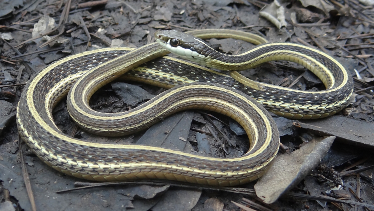 Eastern Ribbon Snake