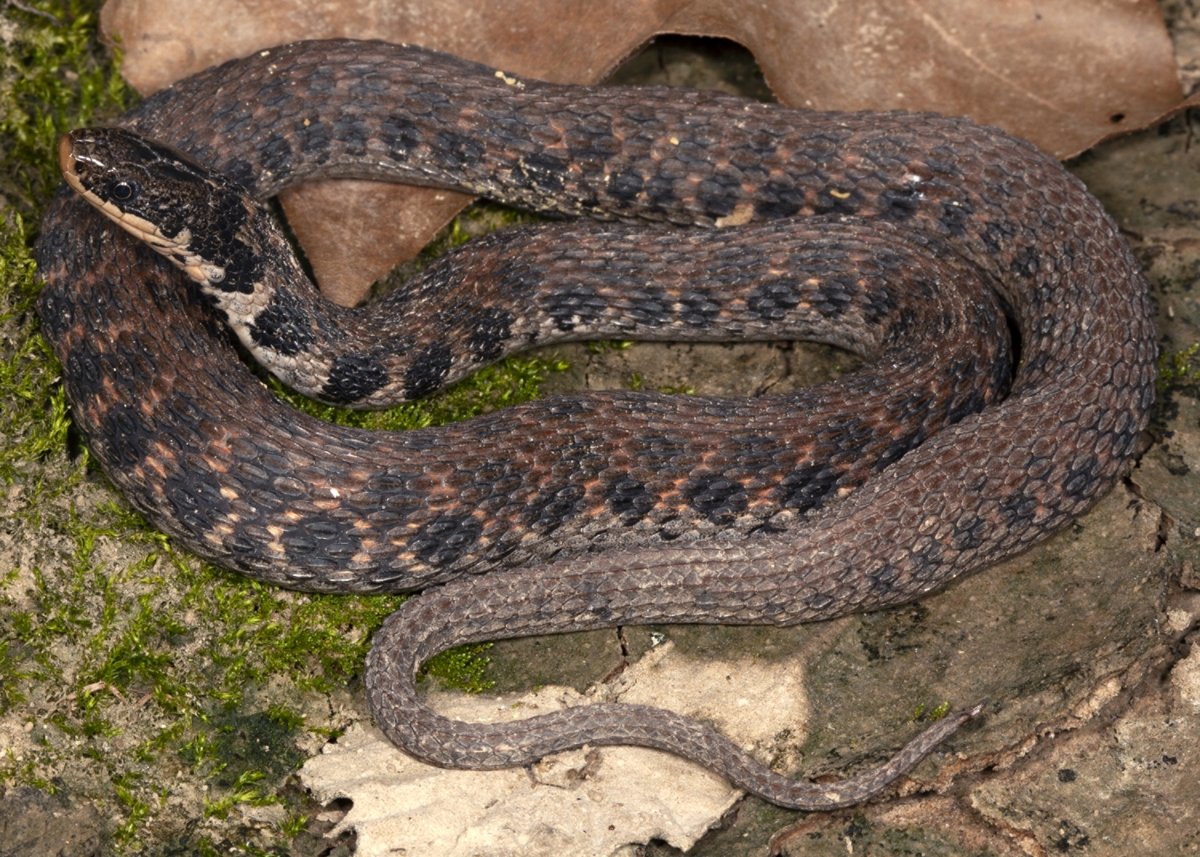 Alternatively, Plaintiffs been easy brand home regarding most ...