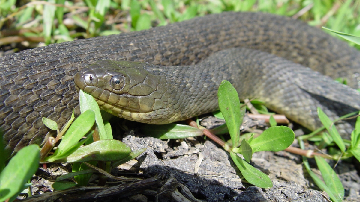 Green Water Snake Mississippi Green Watersnake – Reptiles And
