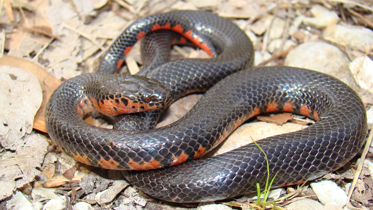 Cottonmouth Snake Belly