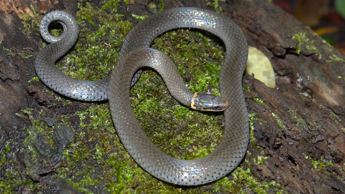 Southern Ringneck Snake
