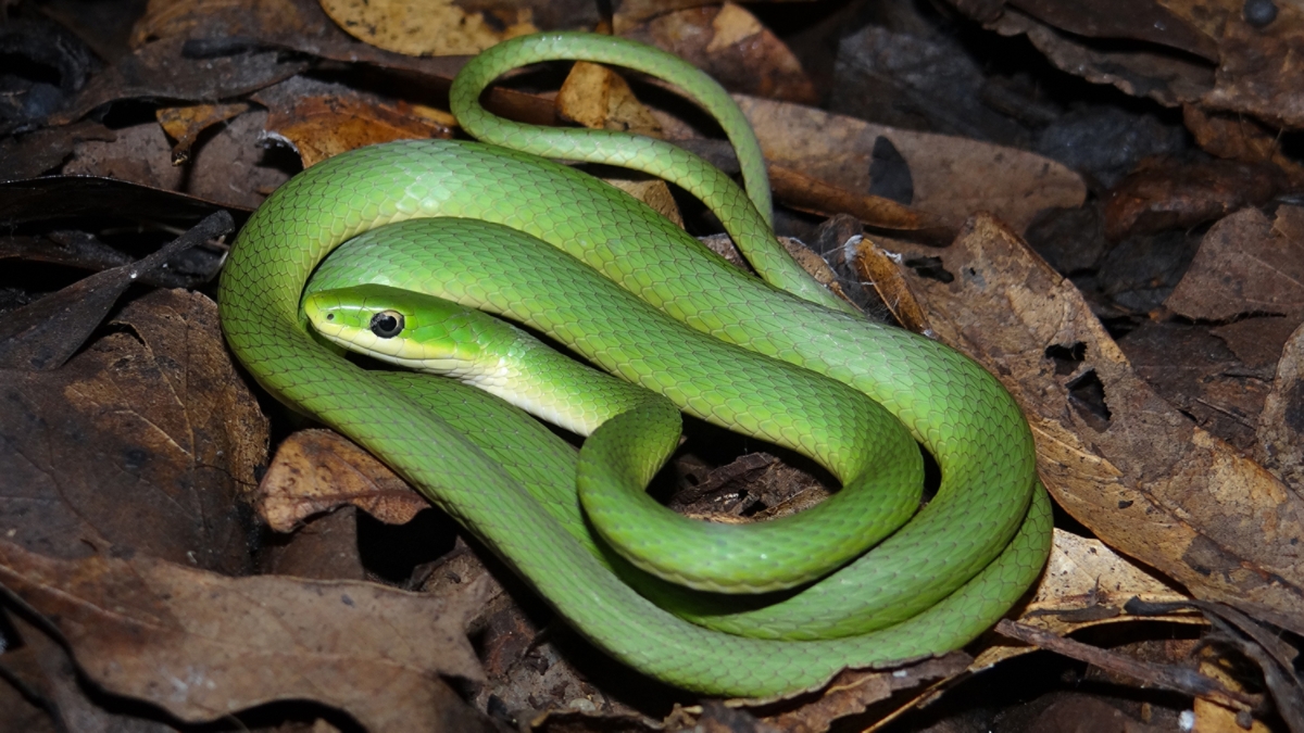 Rough Green Snake Range