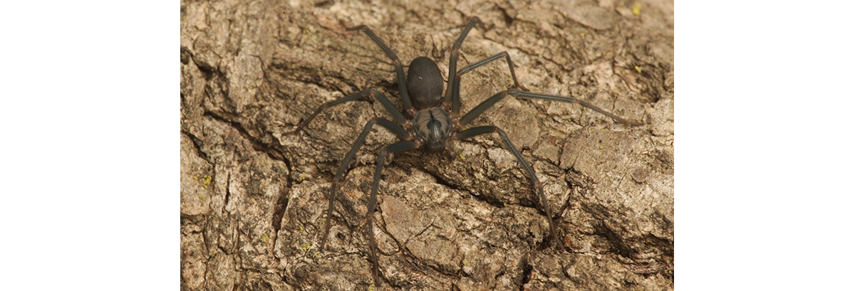 Brown Recluse Web Identification Common Spiders In SC: Identification,