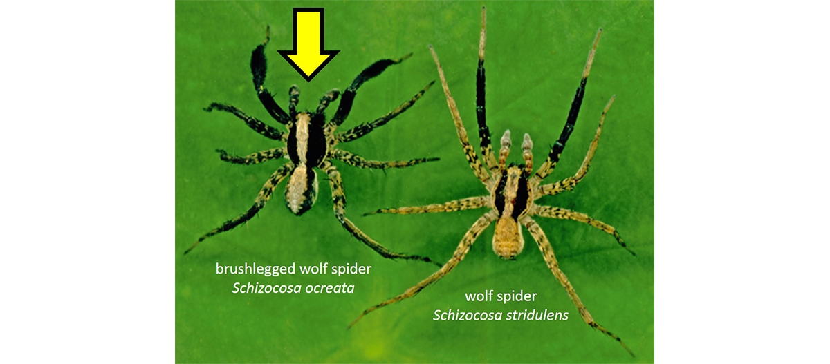 Wolf Spider Information