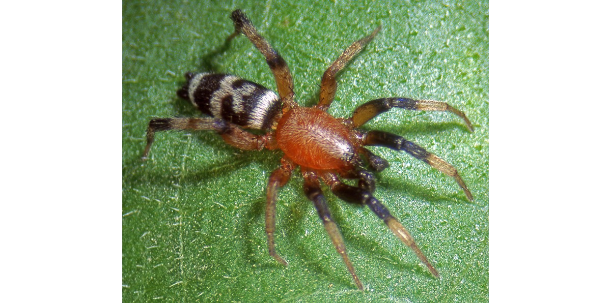 ground spider