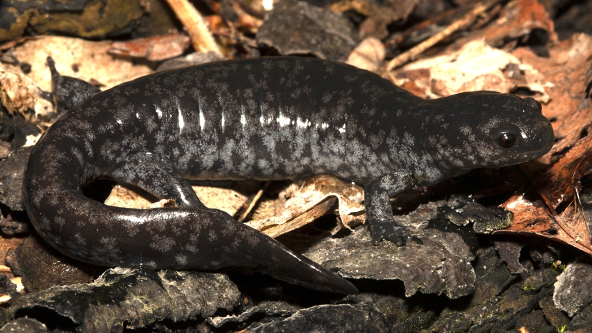 Smallmouth Salamander