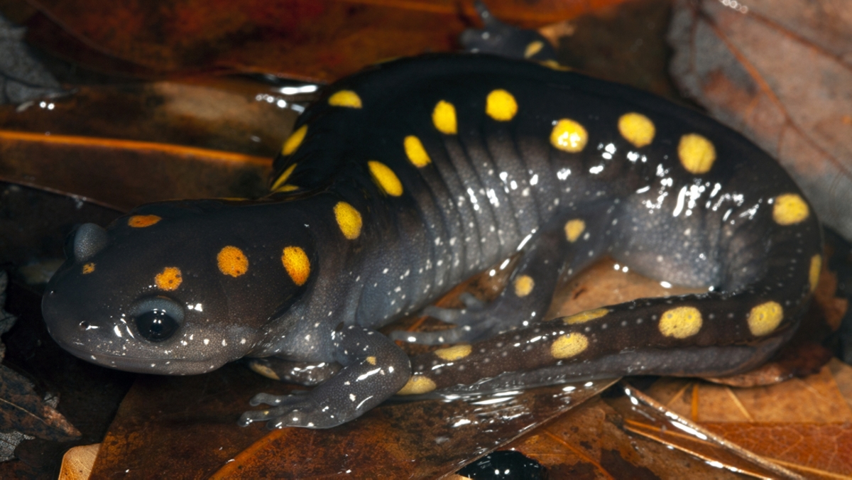 Salamander Laying Eggs