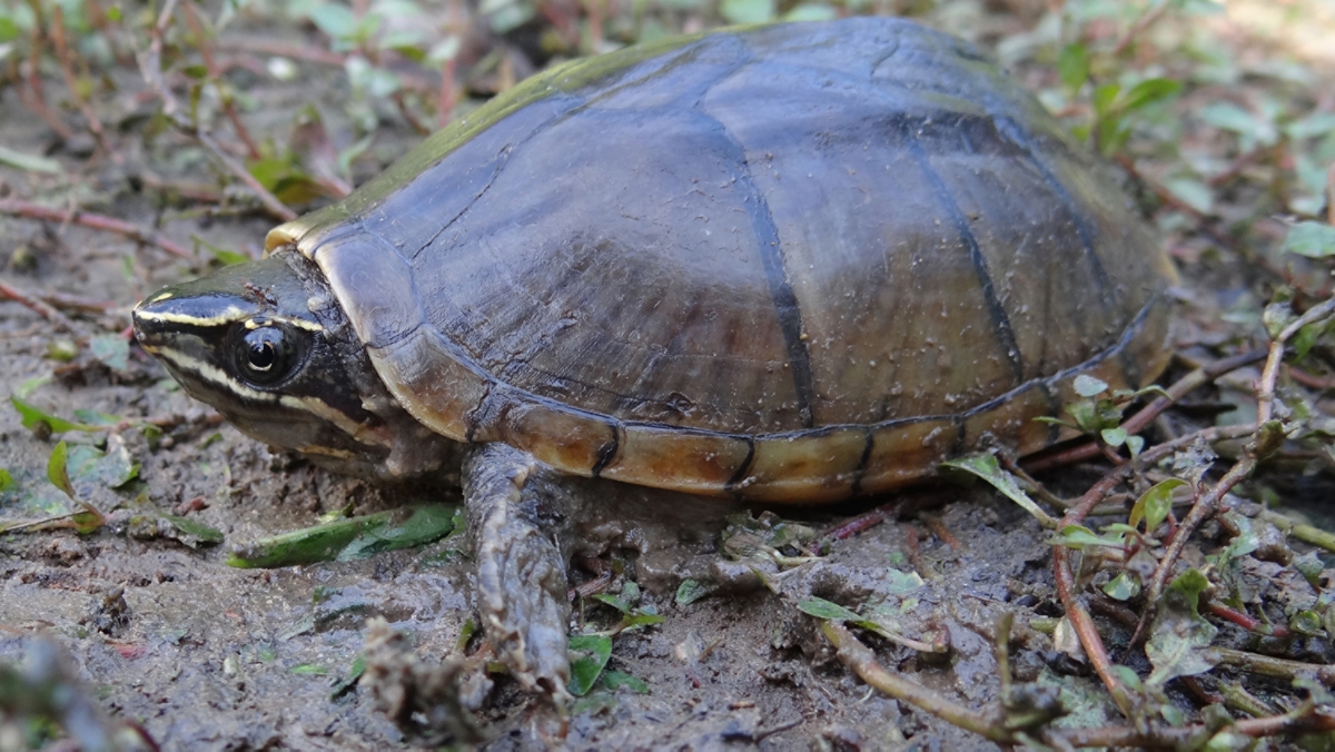 Eastern Musk Turtle Turtle (Stinkpot) Or Common Musk Turtle