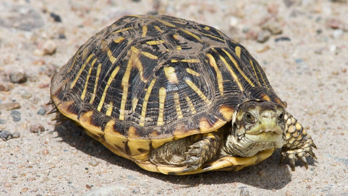 Female Ornate Box Turtle Ornate Box Turtle (Terrapene Ornata Ornata)