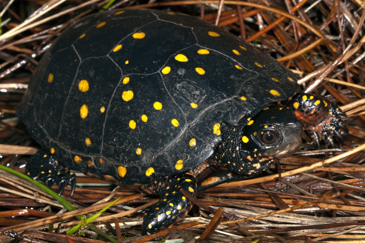 Spotted Turtles In Shallow Water