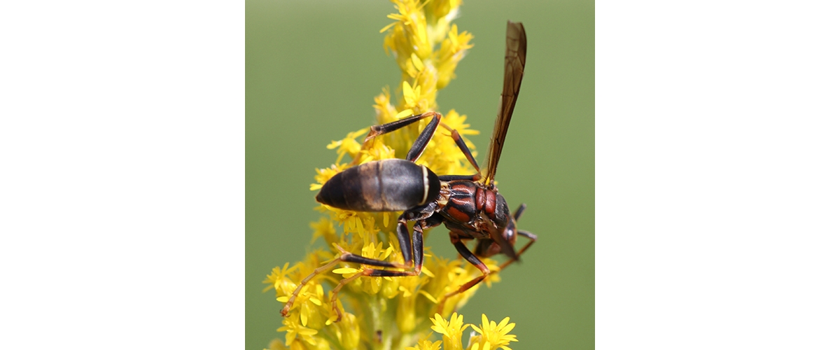 Northern Paper Wasp Size Mice