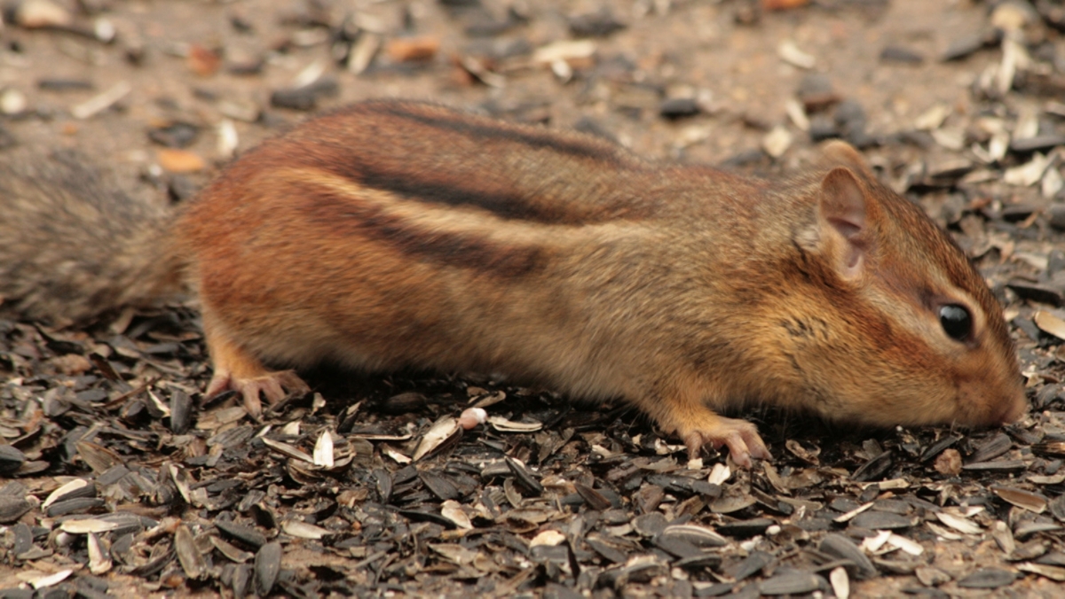 Long Eared Chipmunk