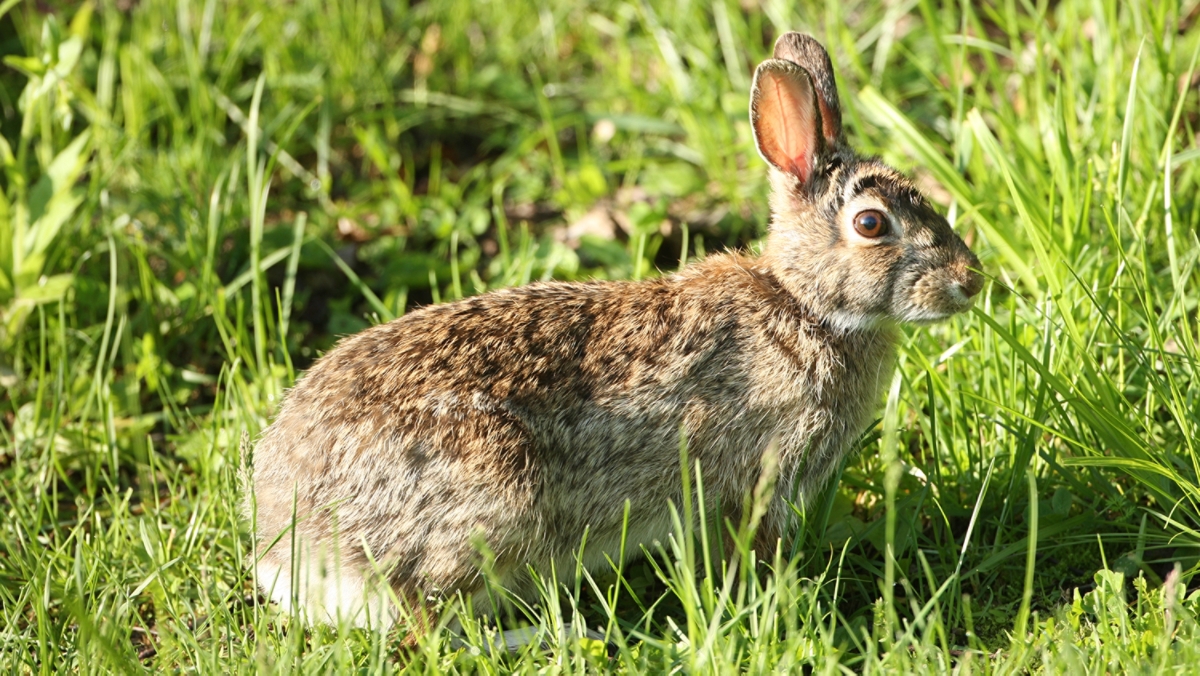 Eastern Cottontail Rabbit