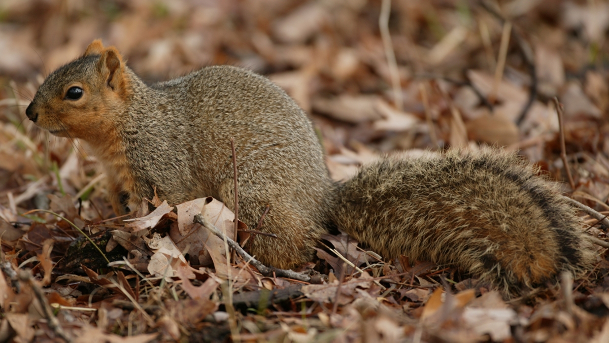 Eastern Fox Squirrel
