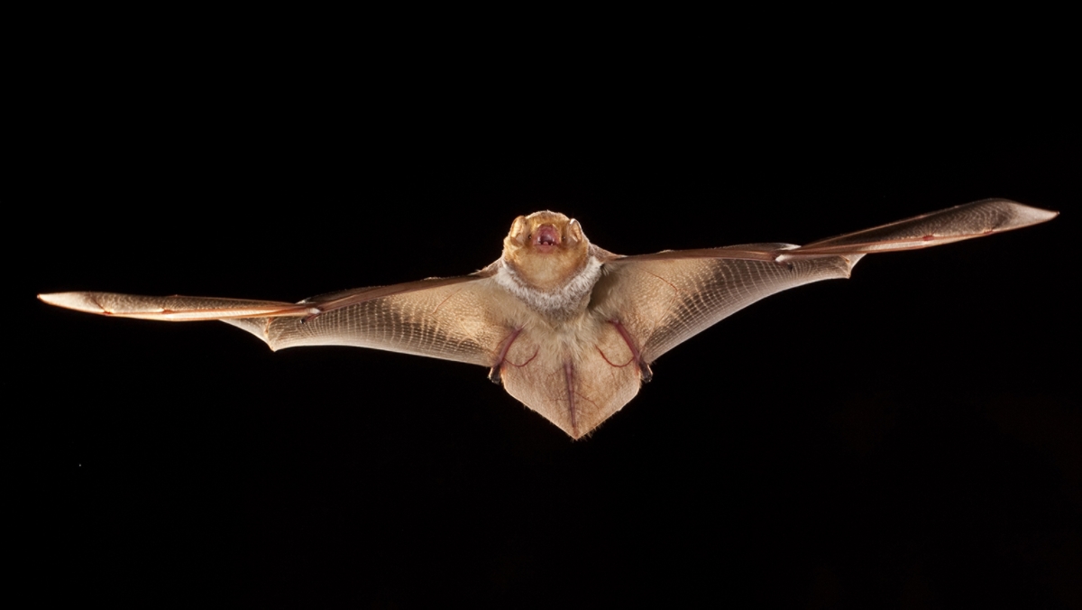 Eastern Red Bat Wild Thing: Eastern Red Bat| October 2021 | TPW