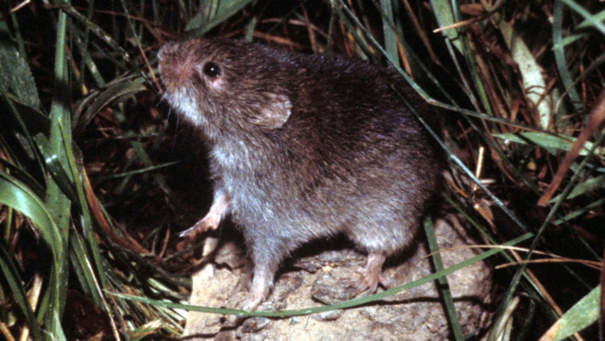 Sagebrush Vole