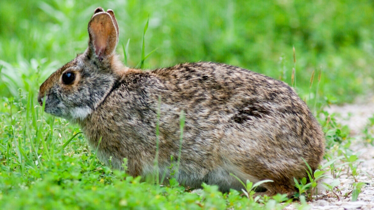 Sylvilagus Aquaticus