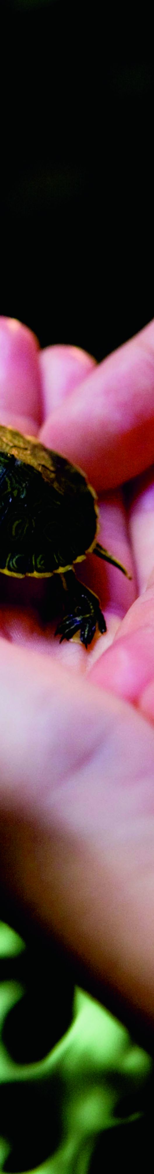 Naples Beach, Florida Waterfront Hotel - Resort | The Ritz-Carlton, Naples