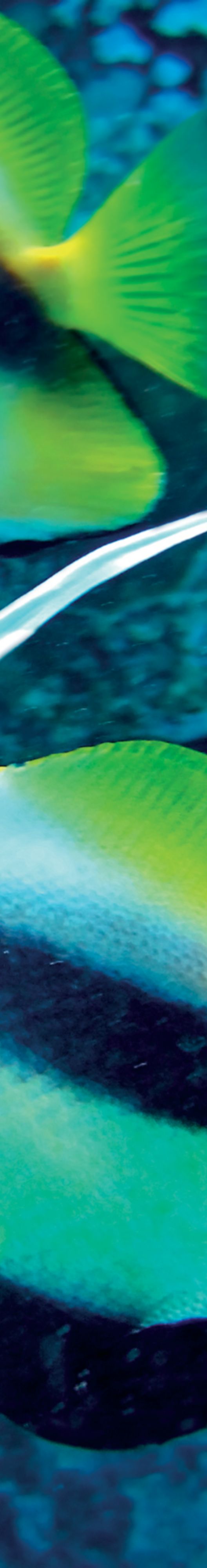 Planning A Trip To Koh Samui, Thailand | The Ritz-Carlton, Koh Samui