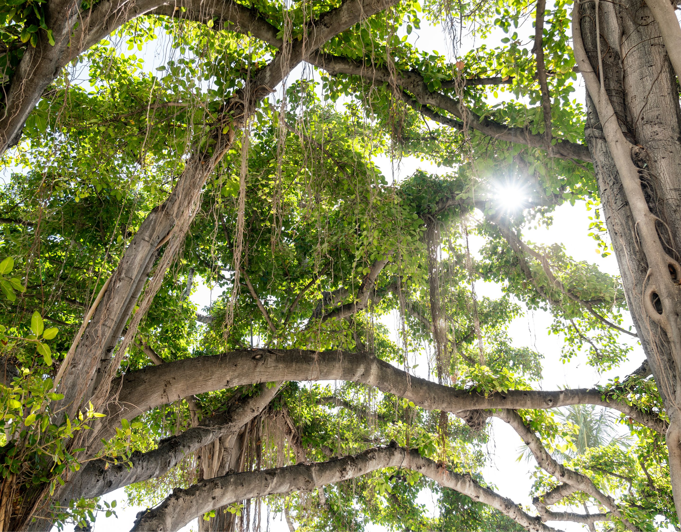 Moana Lani Oahu Day Spa | Moana Surfrider, A Westin Resort & Spa