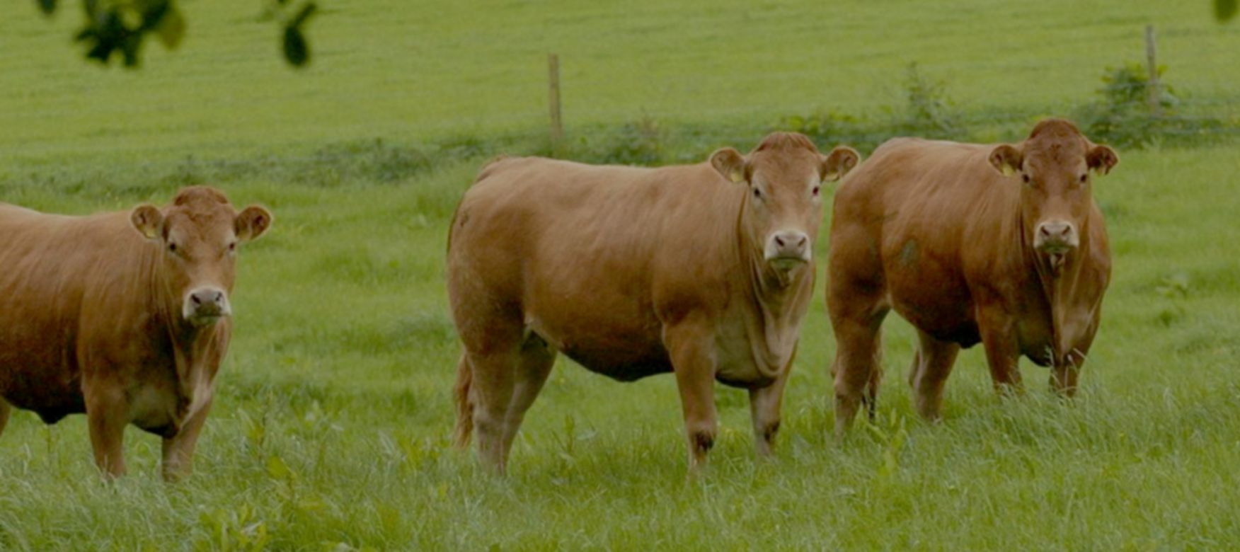 Beef - 100% Irish Beef | McDonald's Ireland