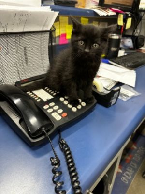 Subaru Love Promise Begins With Fairway Subaru in Greenville, SC
