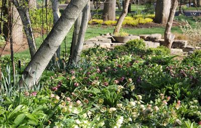 Hellebore Garden