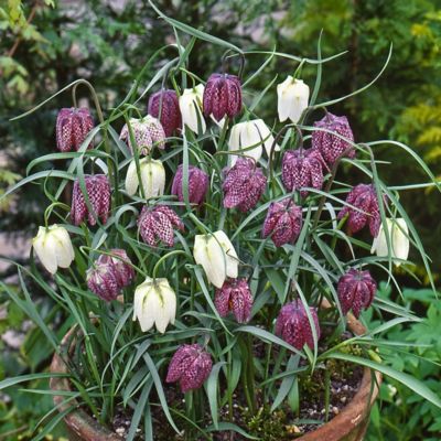 Fritillaria meleagris Bulbs | Terrain