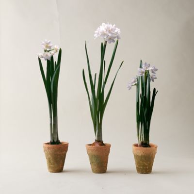 12 flowering houseplants to brighten up your home | 6sqft