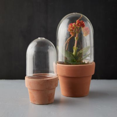 Glass Cloche - Bell Jars for Indoor Gardening